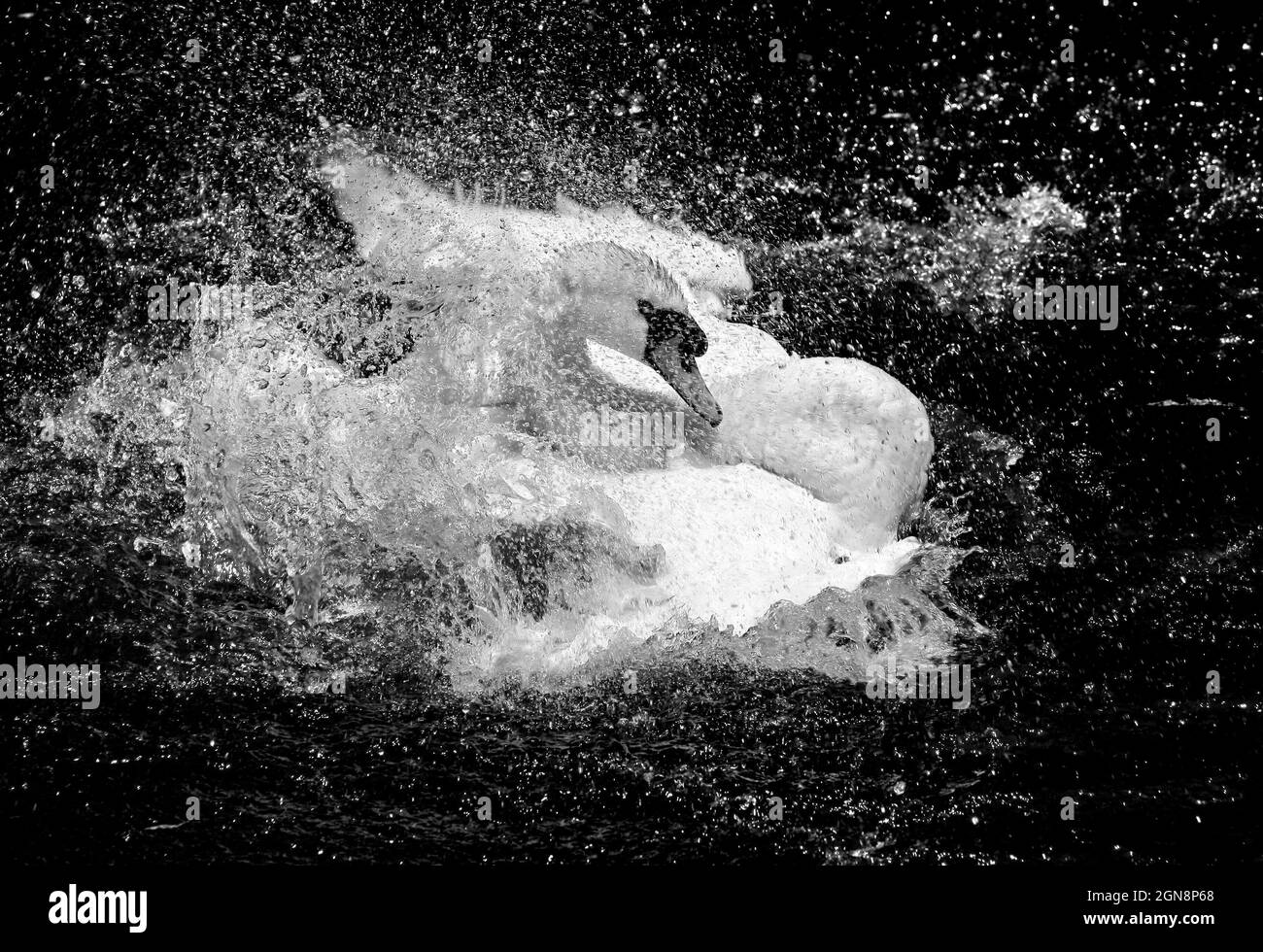 Artistic grayscale shot of a white swan splashing water in a lake Stock ...