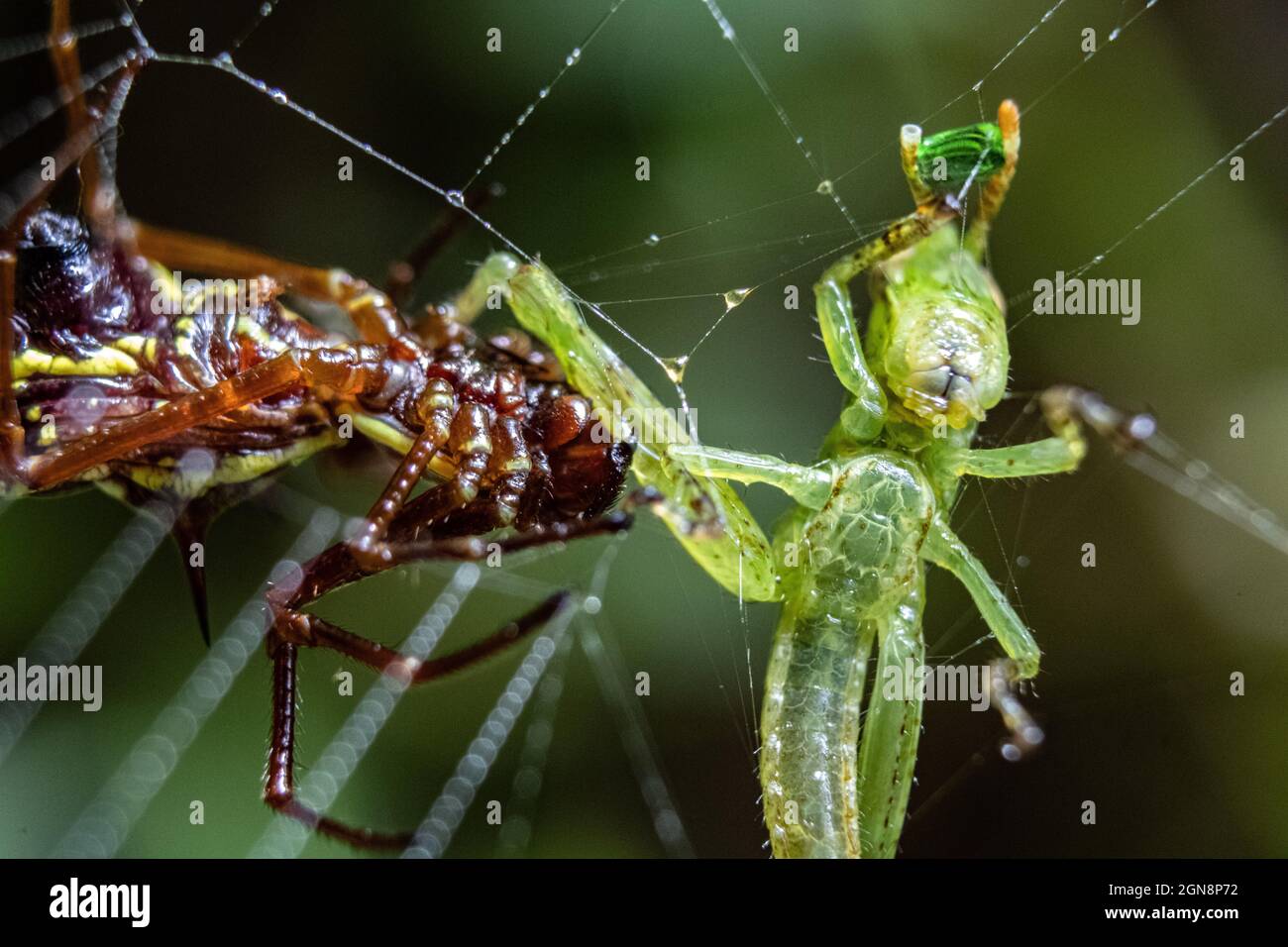 Insects trapped hi-res stock photography and images - Alamy