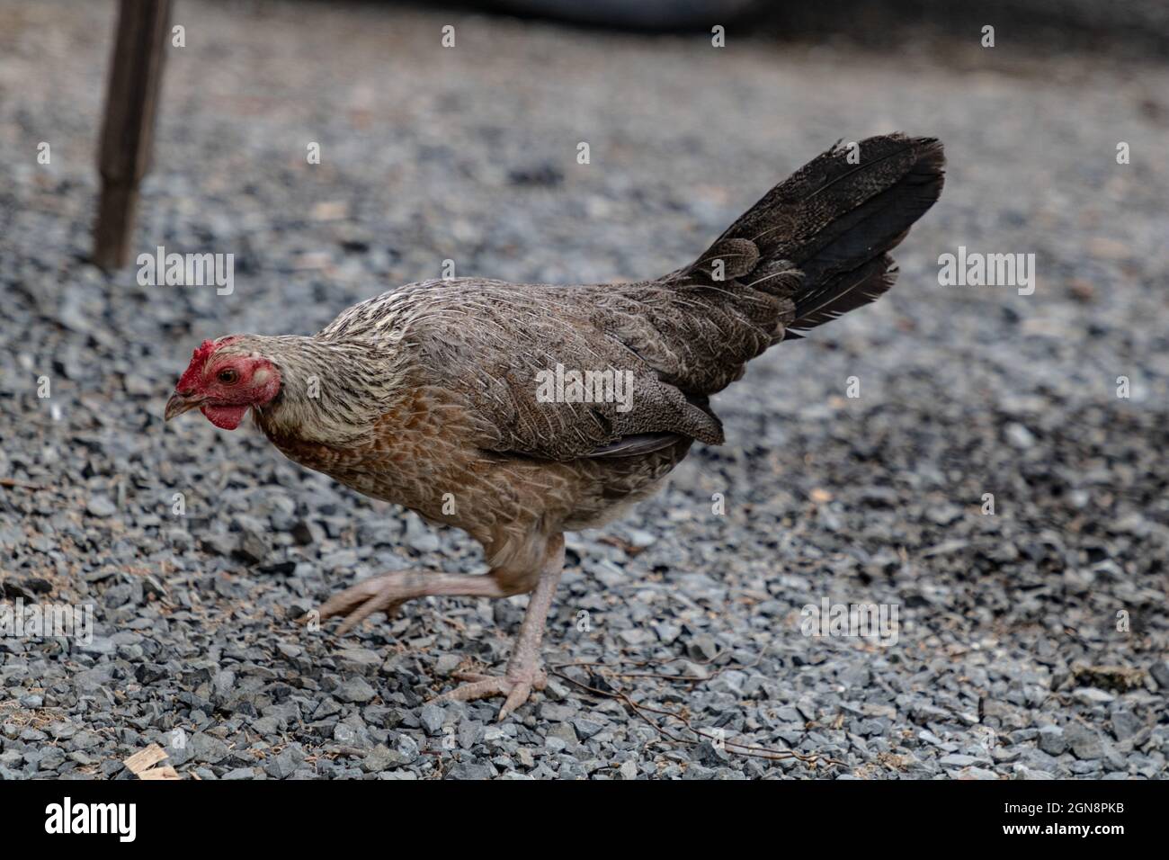 Domestic chicken eating seeds Stock Photo - Alamy