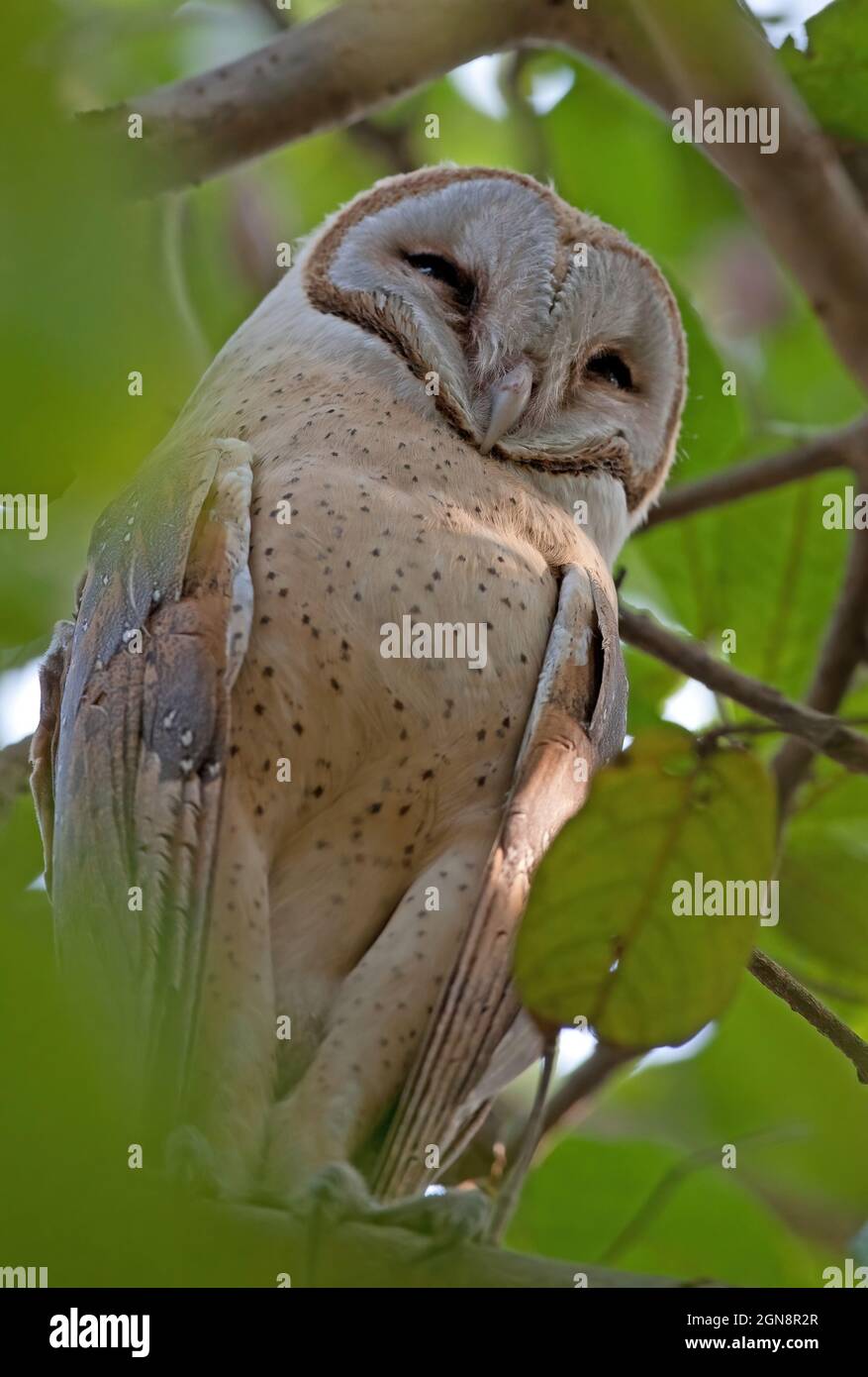 Barn Owl (Tyto alba stertens) adult perched on branch Guwahati, Assam ...