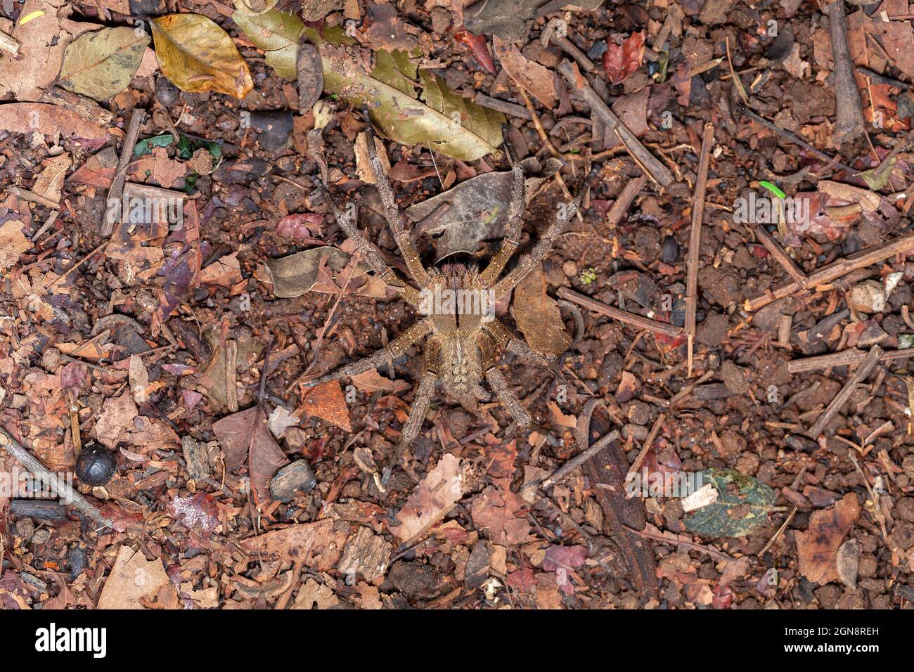 Brazilian wandering spider Phoneutria nigriventer Stock Photo - Alamy