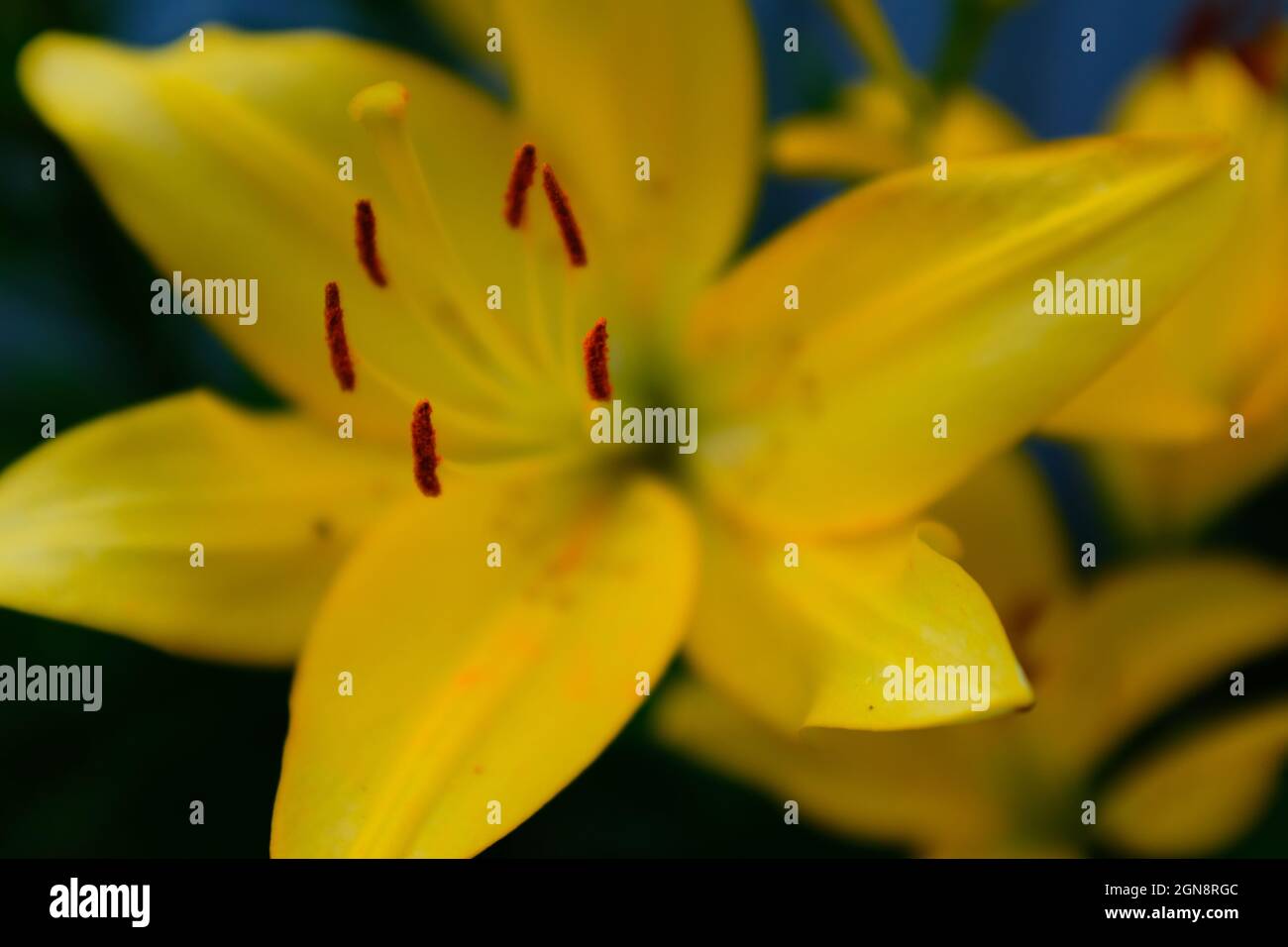 Selective focus: yellow lily flower, close up. Macro brown-orange ...
