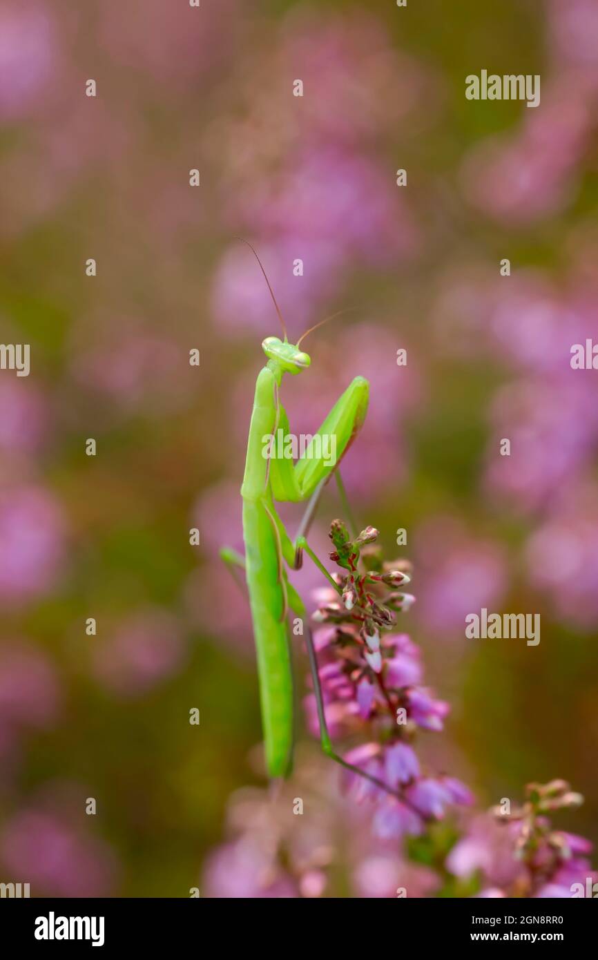 Praying mantis climbing on branches of flowering plant Stock Photo - Alamy