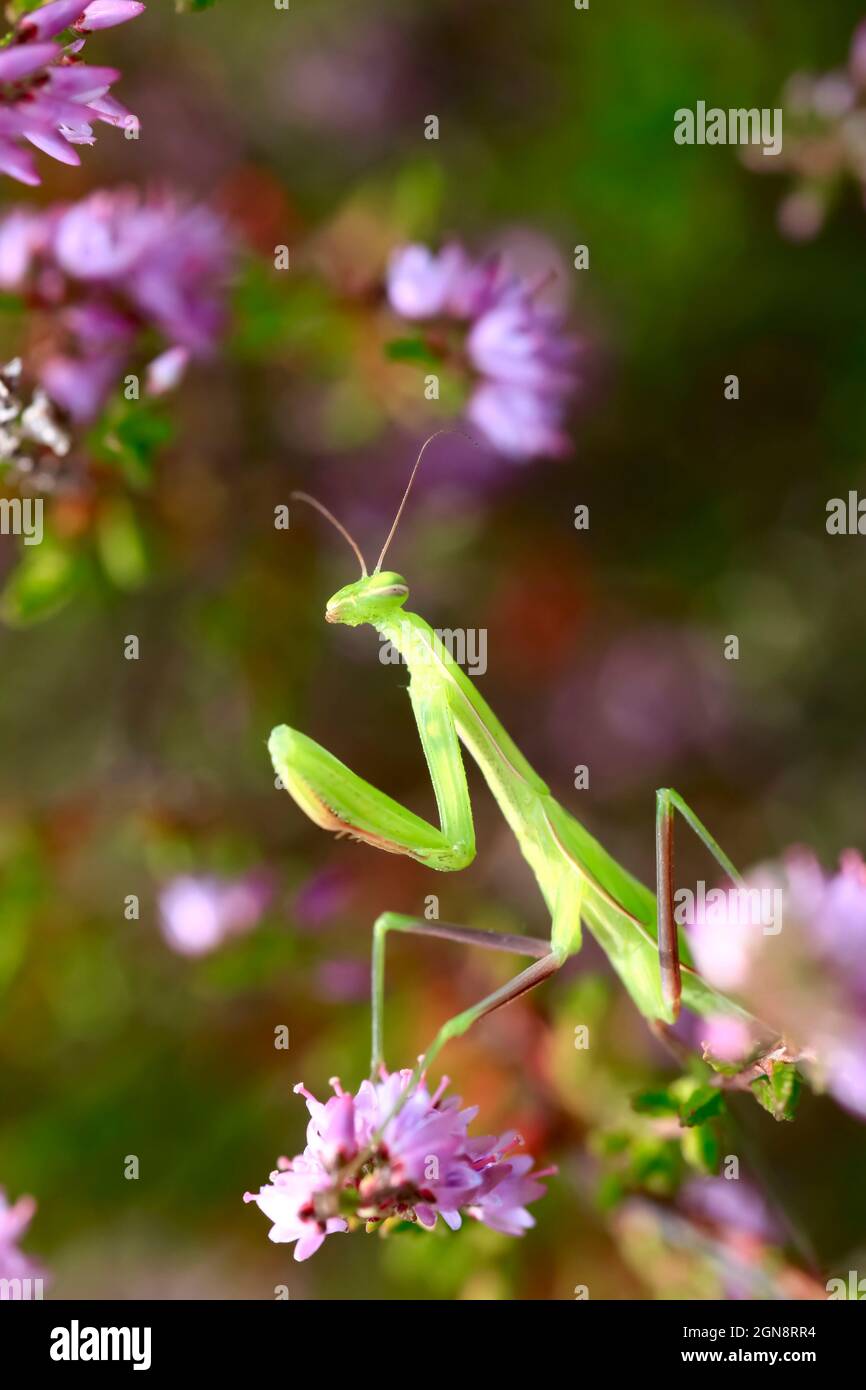 Praying mantis climbing on branches of flowering plant Stock Photo - Alamy