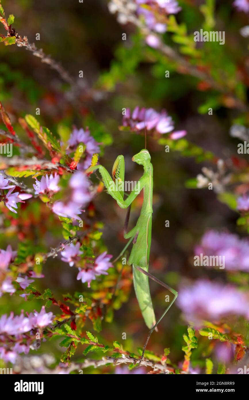 Praying mantis climbing on branches of flowering plant Stock Photo - Alamy