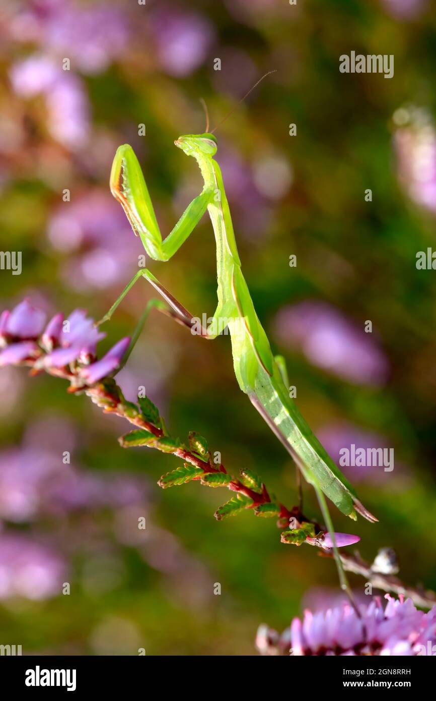Praying mantis climbing on branches of flowering plant Stock Photo - Alamy