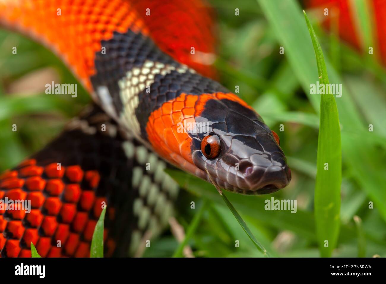 False Coral Snake Oxyrhopus guibei Stock Photo - Alamy