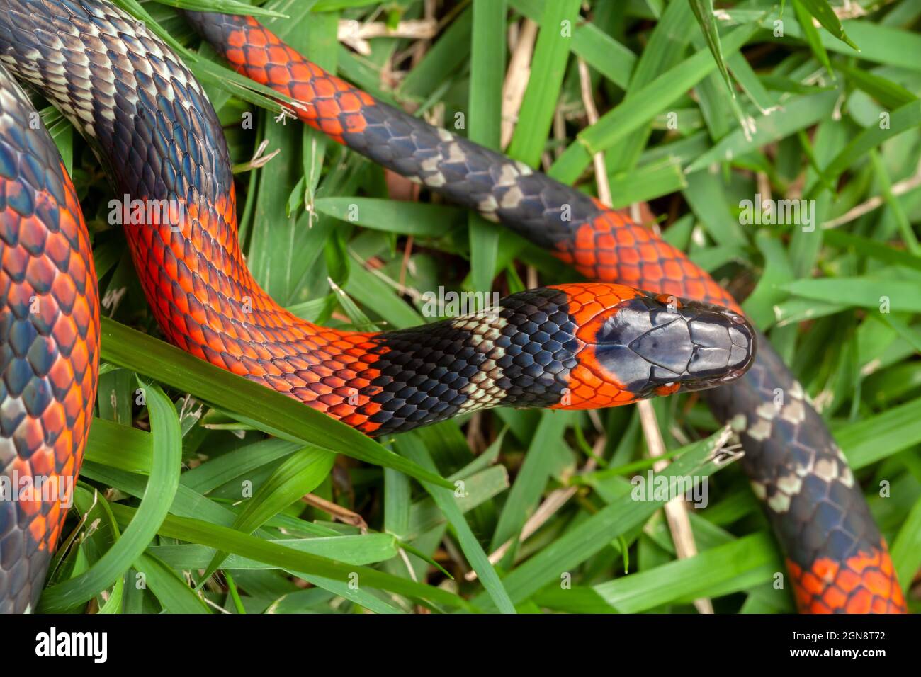 False Coral Snake Oxyrhopus guibei Stock Photo - Alamy