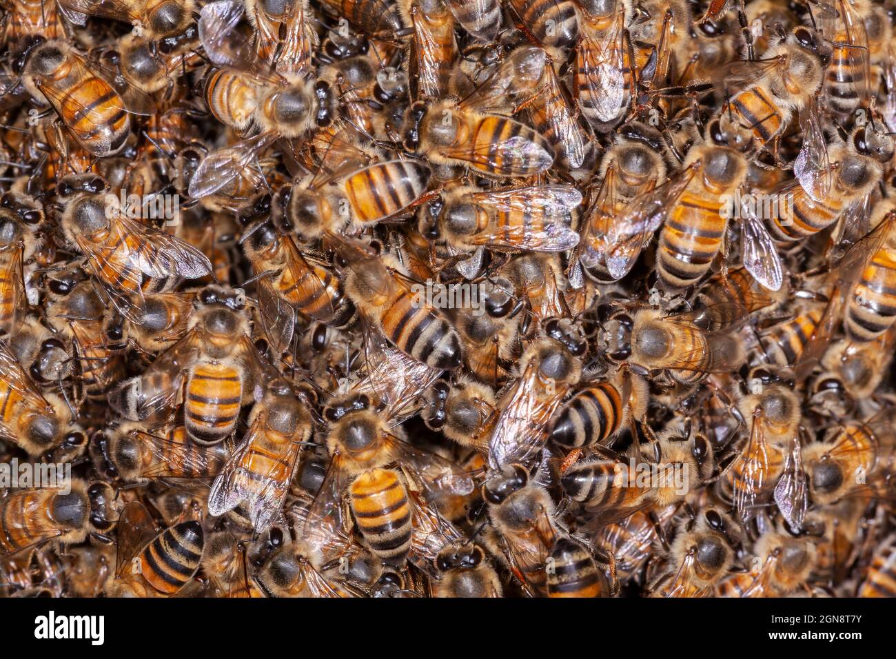 Close up lot honey bees hi-res stock photography and images - Alamy
