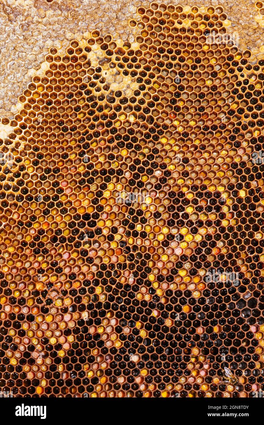 Female beekeeper working at shed Stock Photo - Alamy