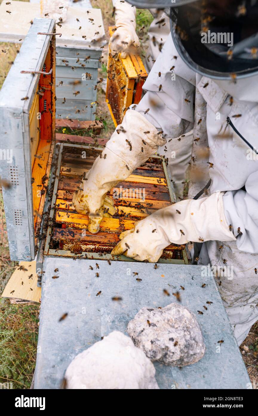 Male and female beekeepers walking through plants in farm Stock Photo ...