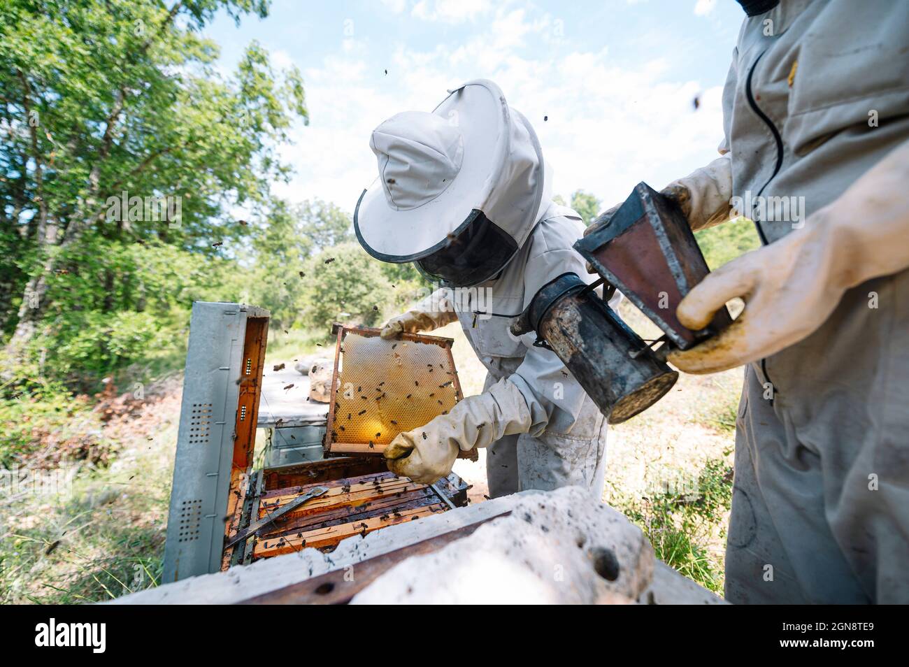 Beekeeper removing beehive from box by coworker at farm Stock Photo - Alamy