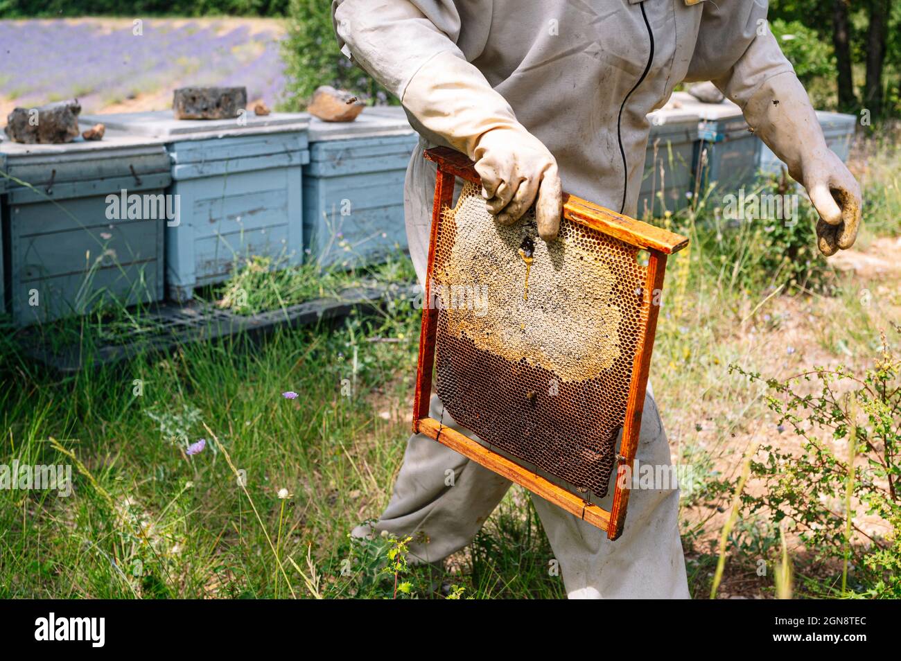 Female beekeeper with beehive working at farm Stock Photo - Alamy