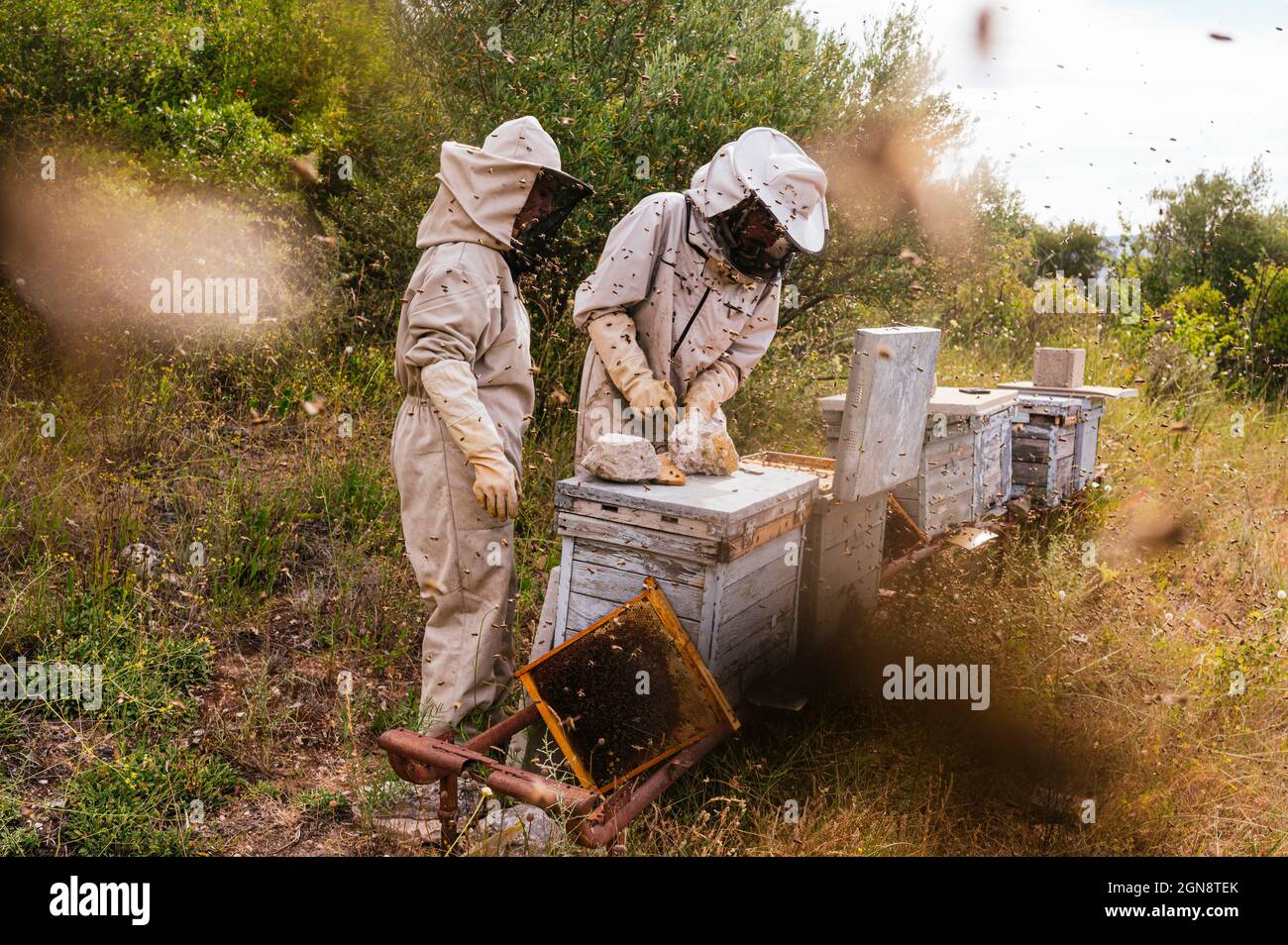 Honey bees on beehive at farm Stock Photo - Alamy