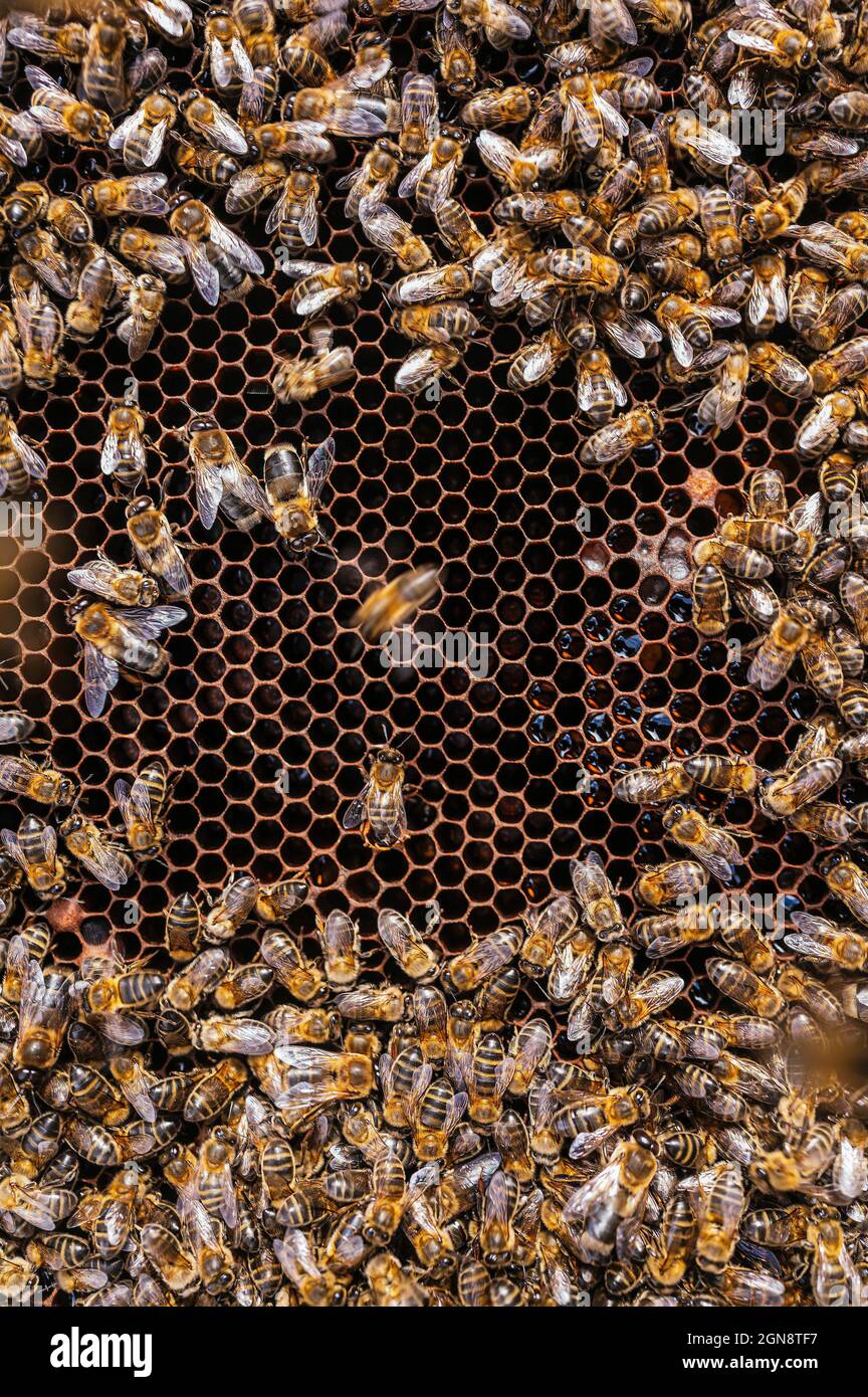 Beehive shape hi-res stock photography and images - Alamy