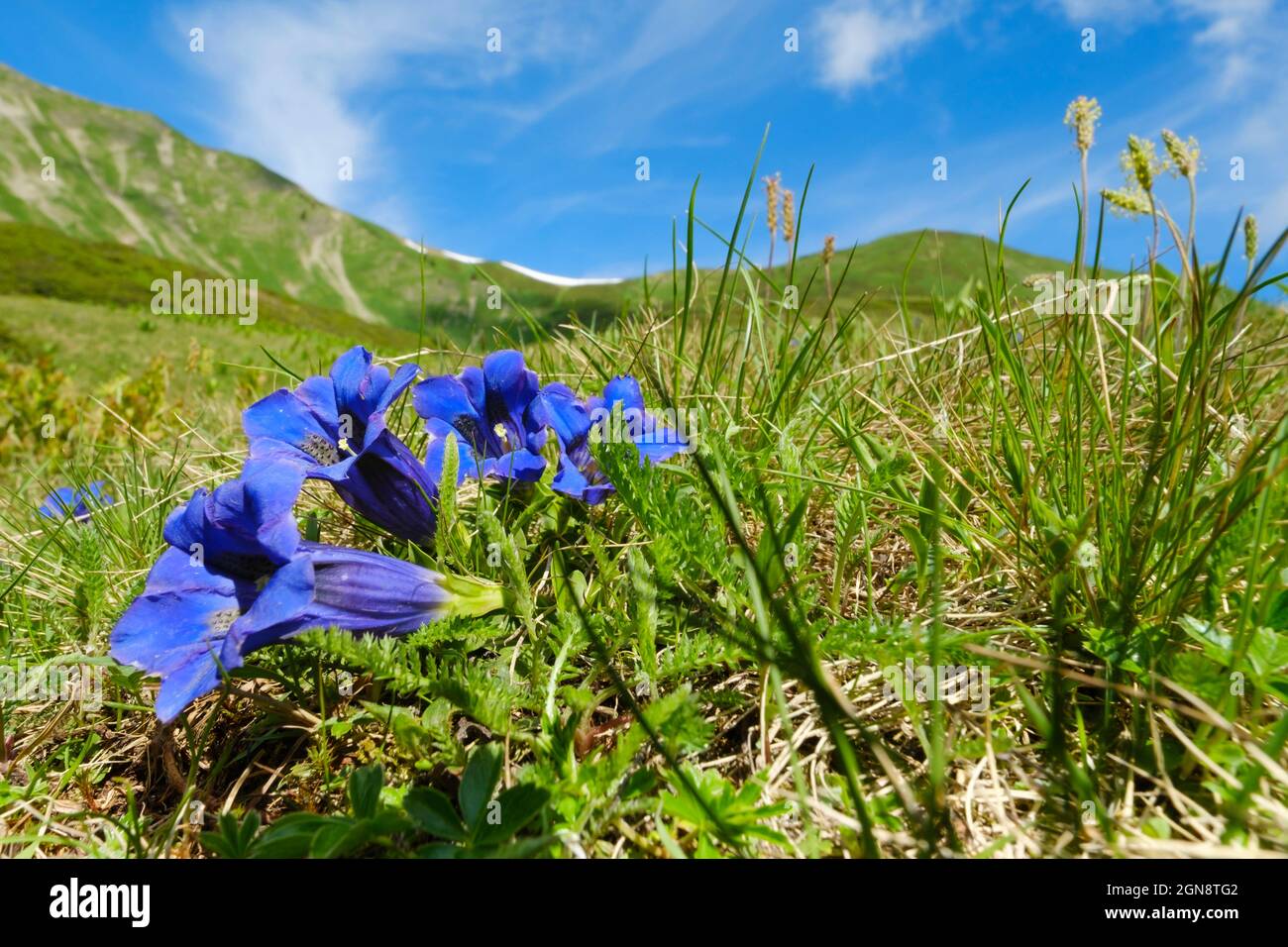 Blue gentians blooming in Allgau Alps Stock Photo - Alamy