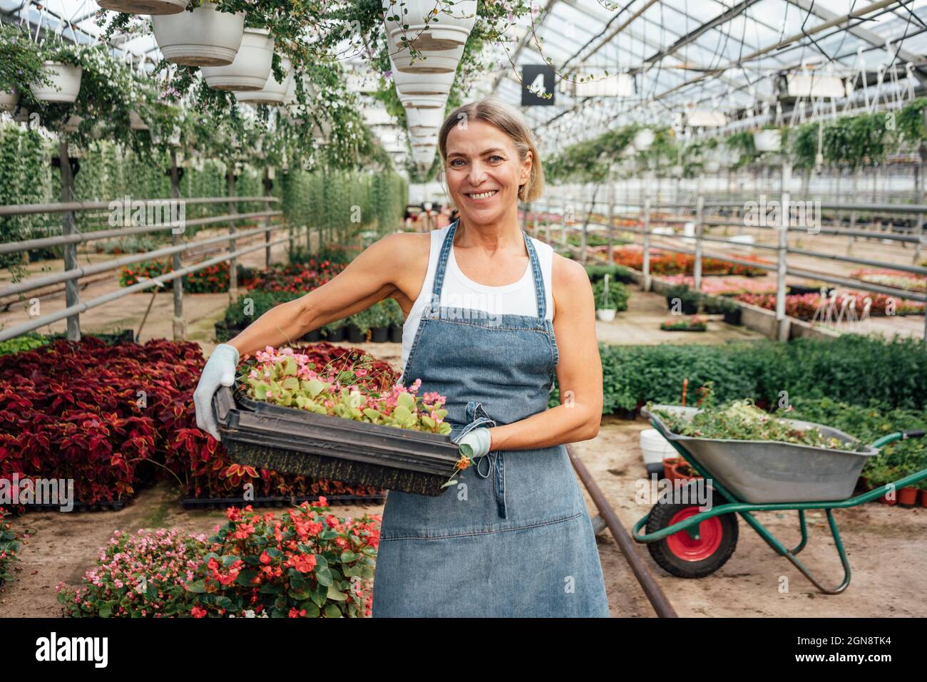 Female greenhouse worker carrying seedling tray while standing at greenhouse Stock Photo - Alamy