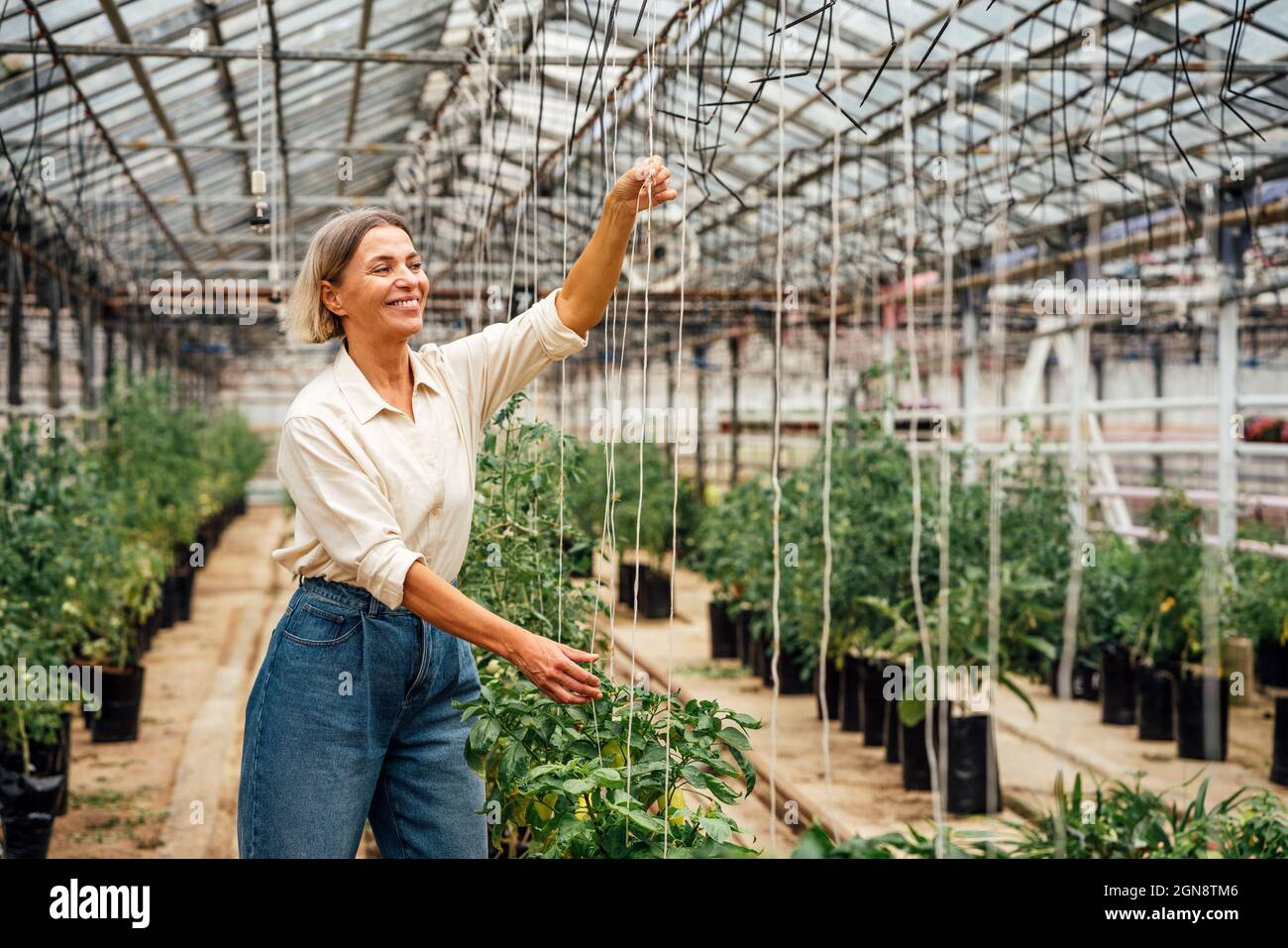 Female agriculture expert tying plant with string at greenhouse Stock ...