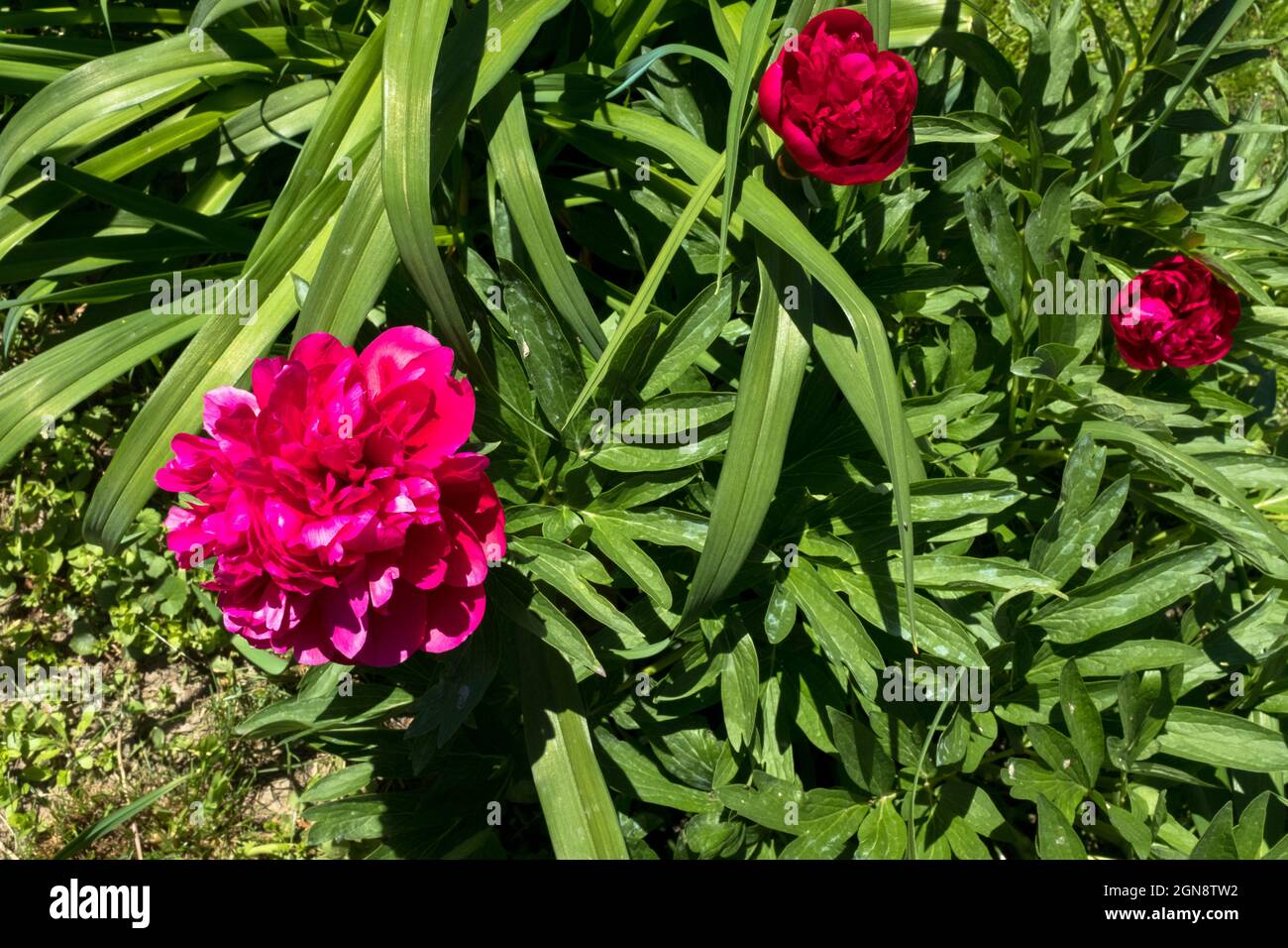 Bright burgundy fresh peonies in the summer garden at the sun day ...