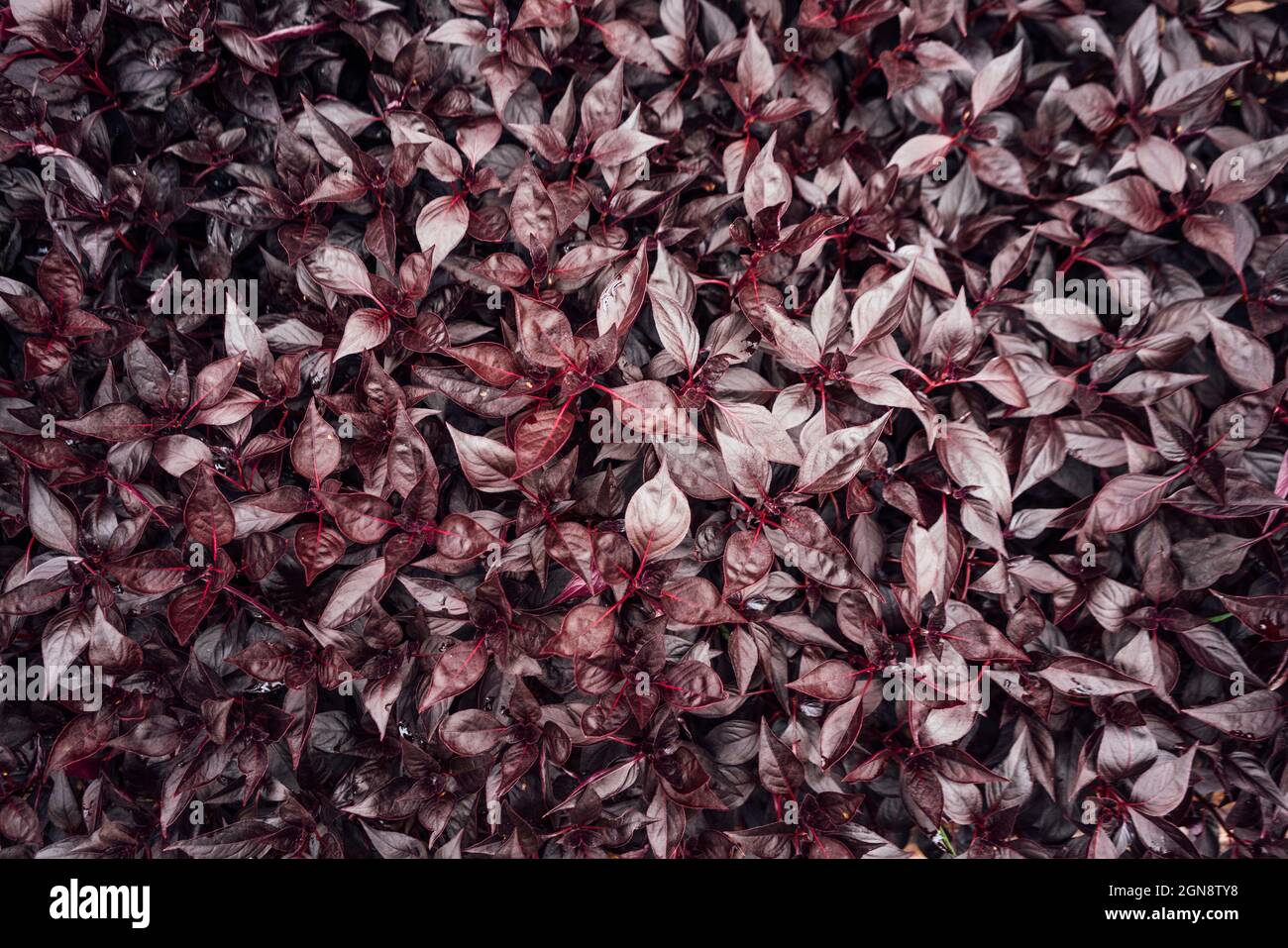 Red plants hi-res stock photography and images - Alamy