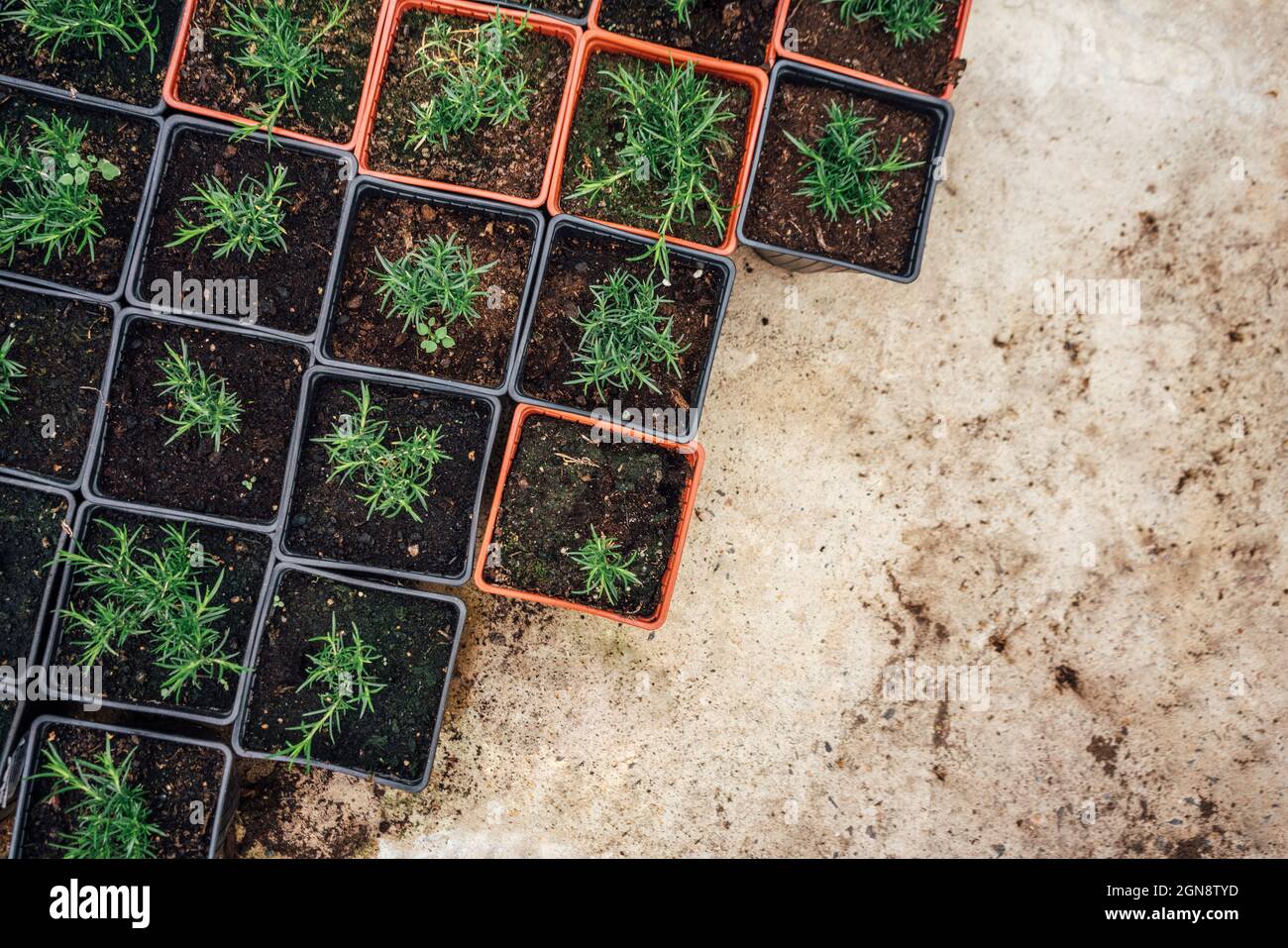 Square potted plant hi-res stock photography and images - Alamy