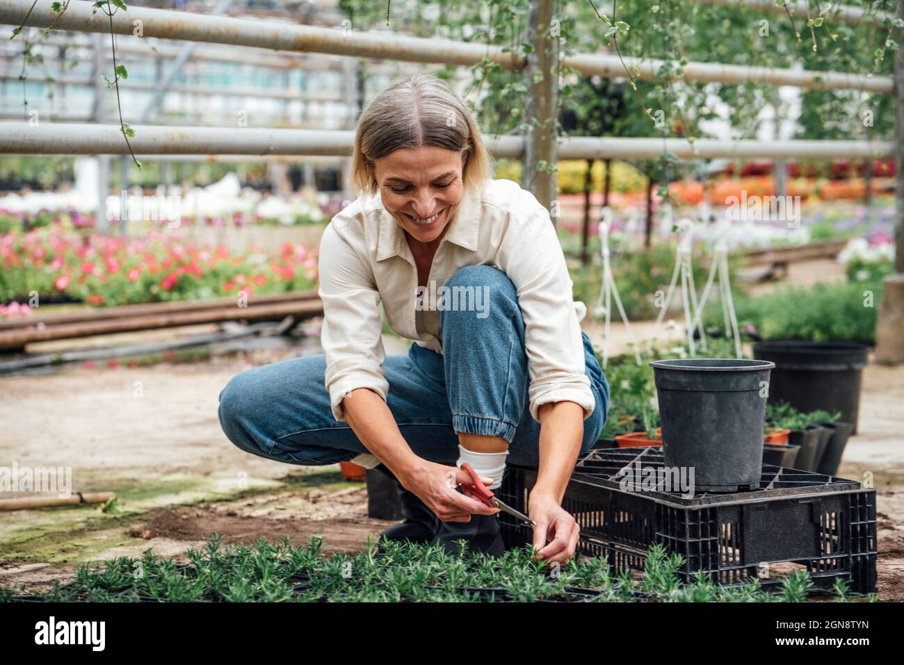 Female greenhouse worker cutting plants with scissors in crate Stock Photo - Alamy
