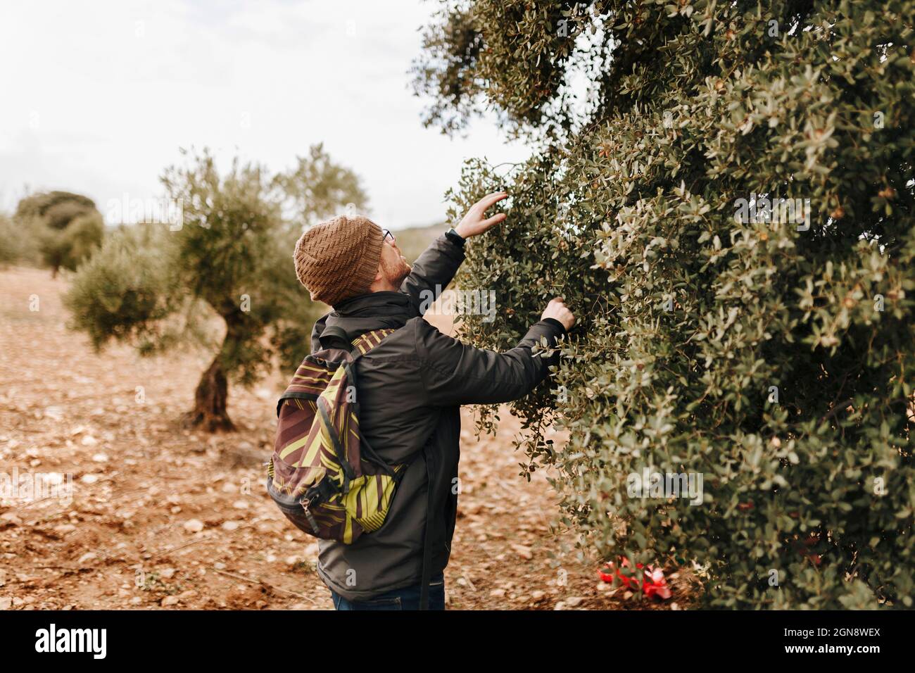 Acorns oak tree hi-res stock photography and images - Alamy