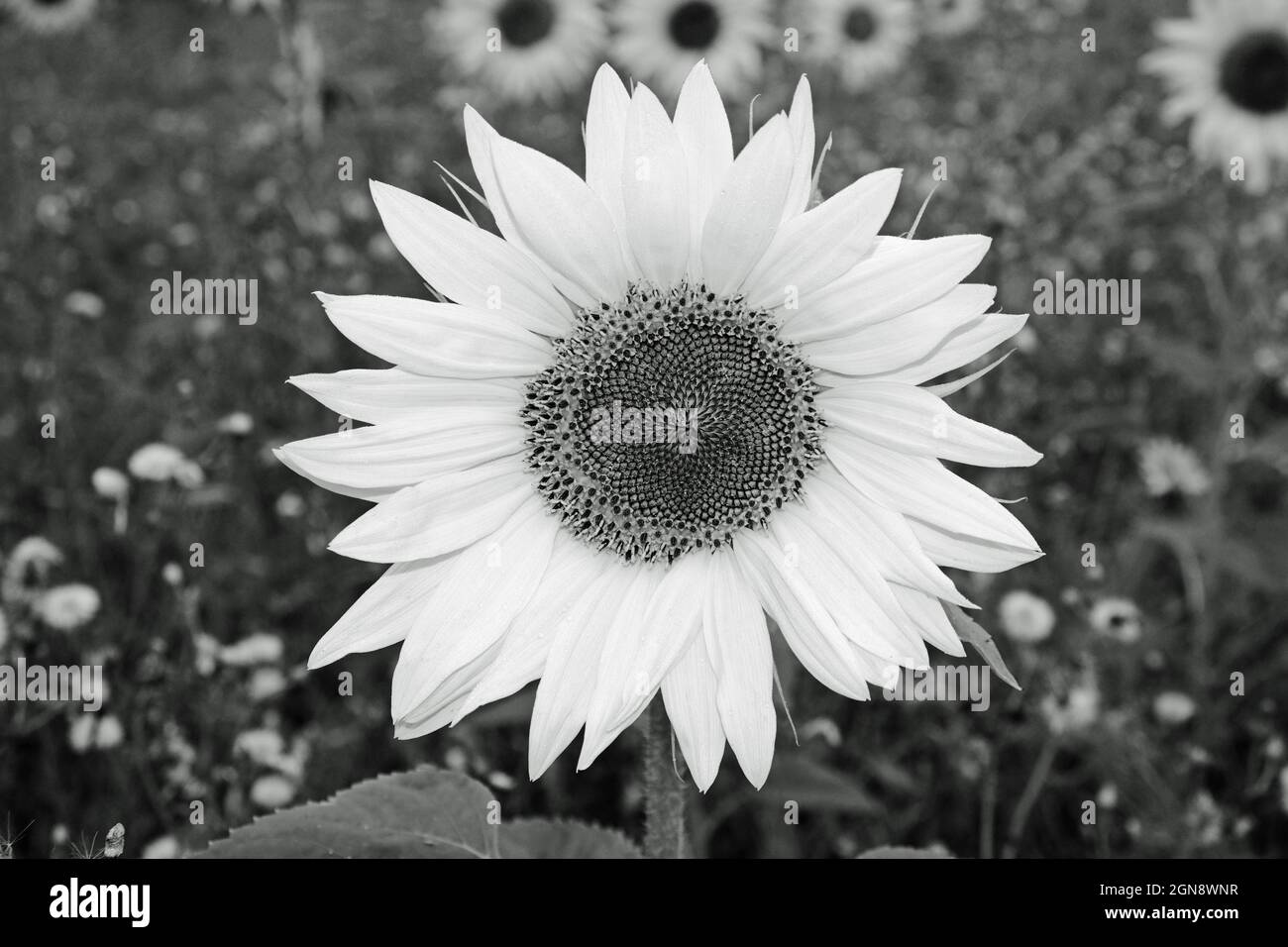 Sequence of flower seeds hi-res stock photography and images - Alamy