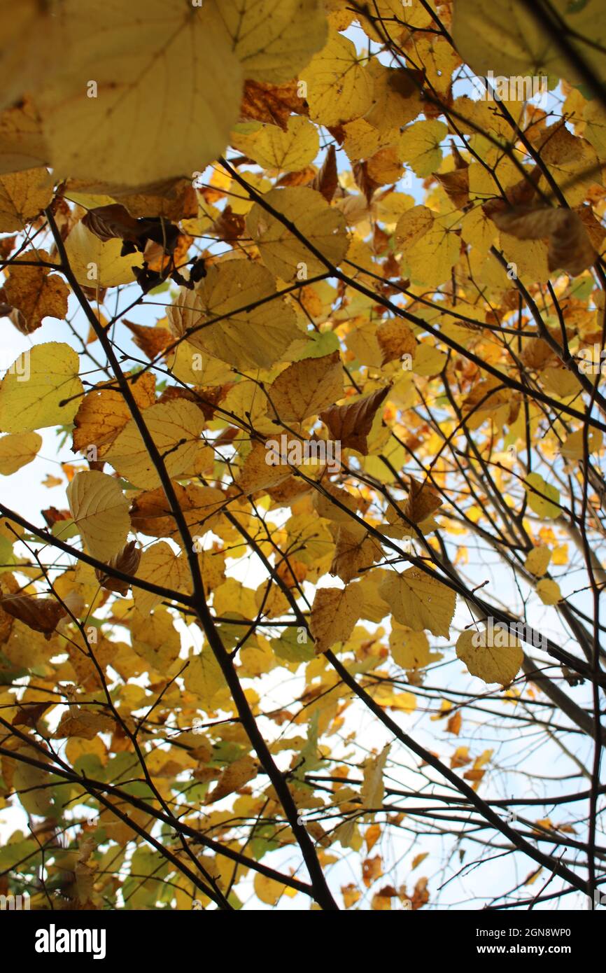 Autumn Trees in glowing yellow in the sun, Lincolnshire, England, UK ...