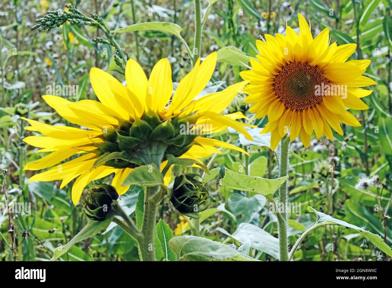 Sunflower mathematics fibonacci sequence hi-res stock photography and ...