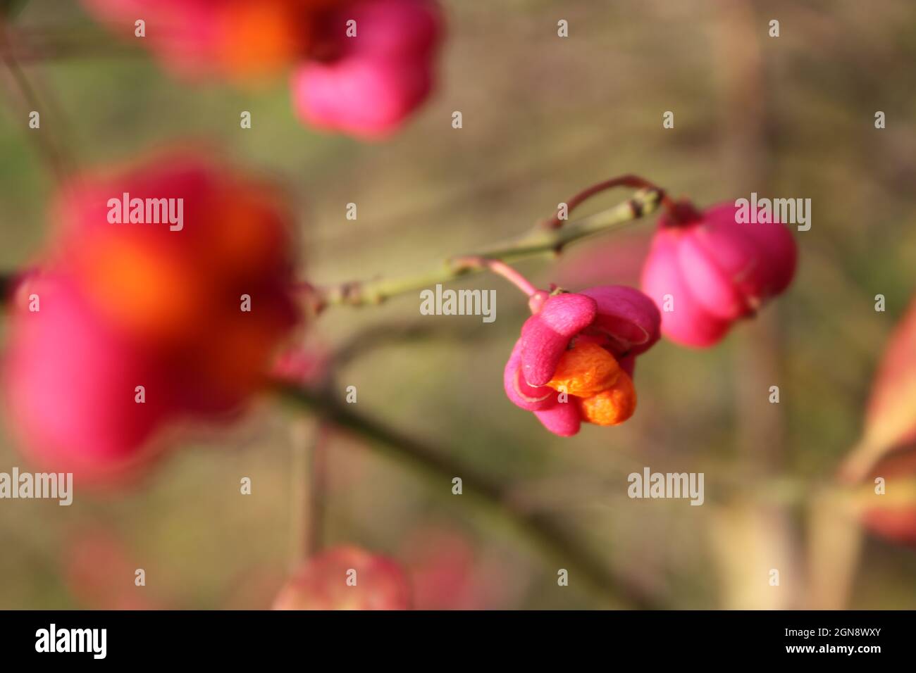 Spindle Tree pink autumn leaves and orange berries, Lincolnshire ...