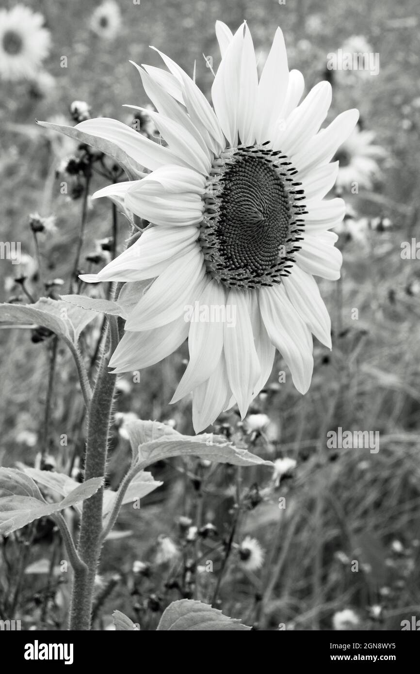 Black and white field sunflowers hi-res stock photography and images ...