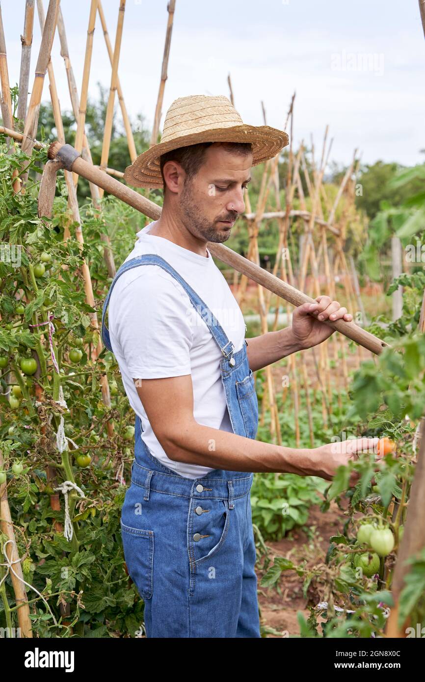 Male farmer standing with garden hoe examining tomatoes at agricultural ...