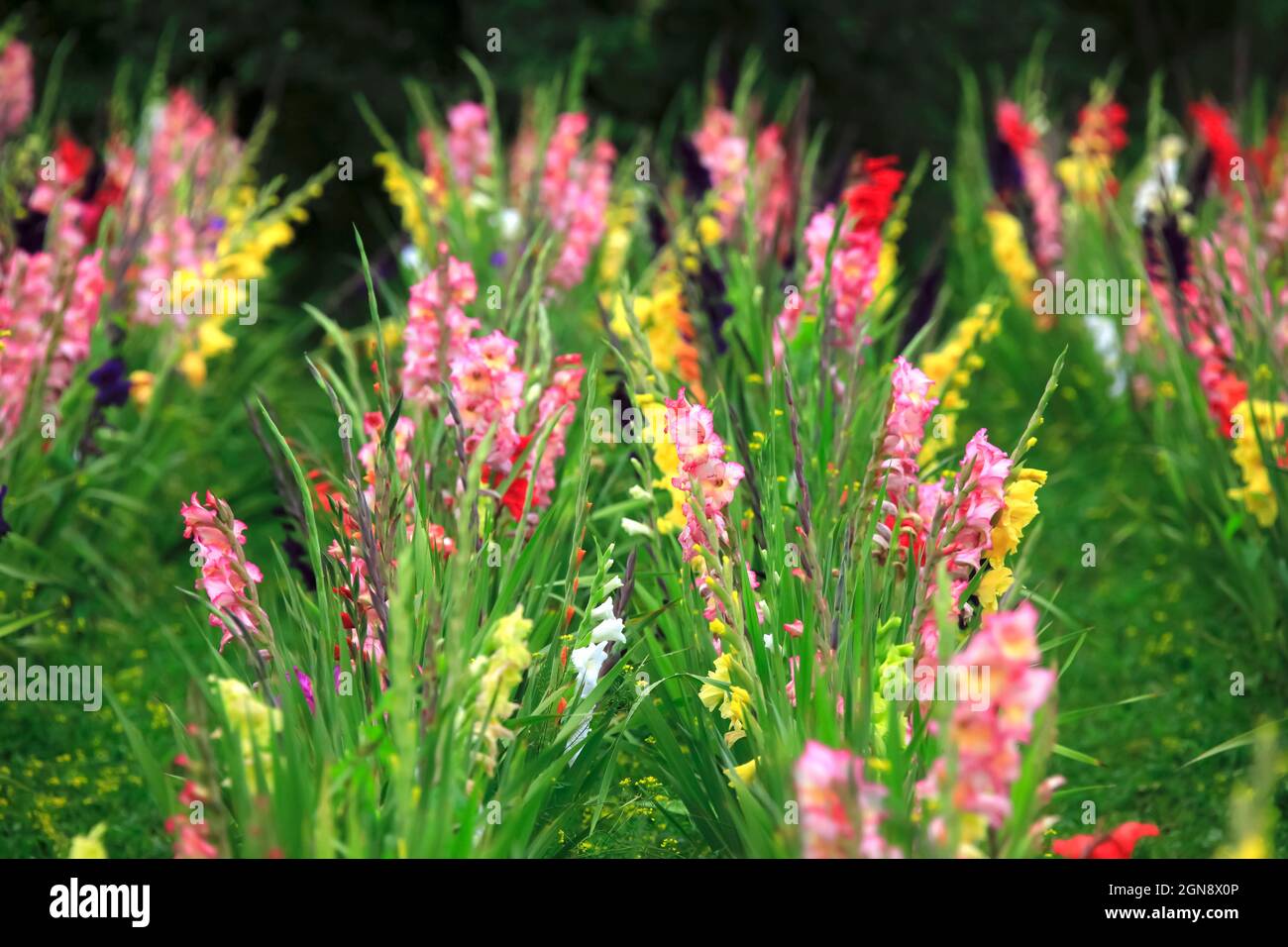 Gladiolus flowers hi-res stock photography and images - Alamy