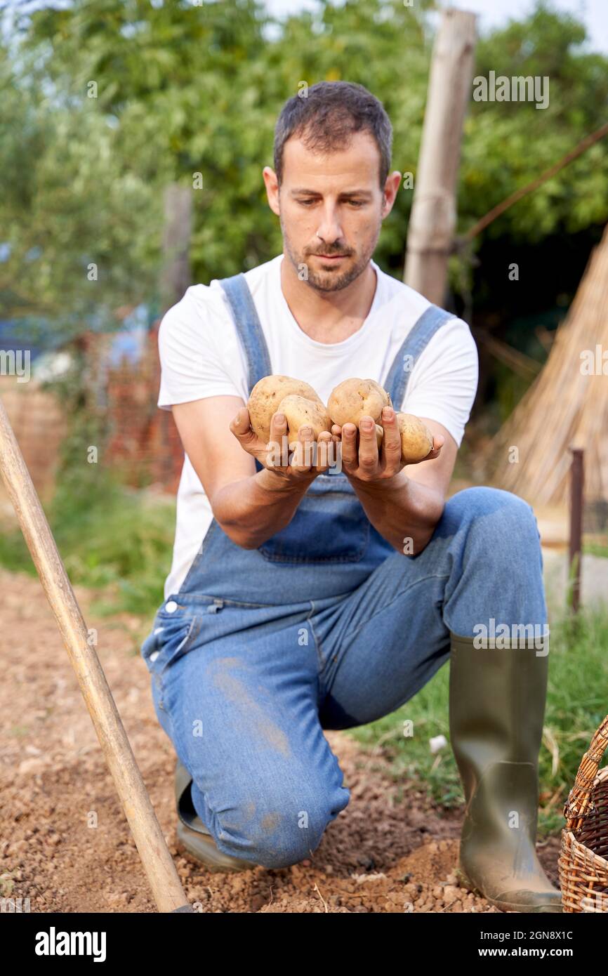 Male farmer holding potatoes while crouching in agricultural field ...