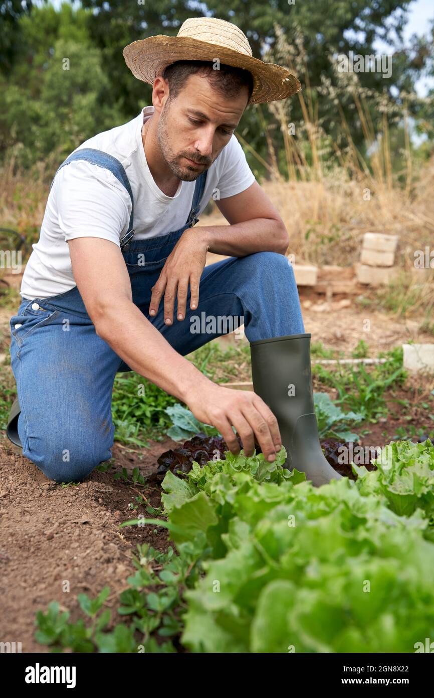 Male farm worker wearing hat examining lettuce while crouching at ...