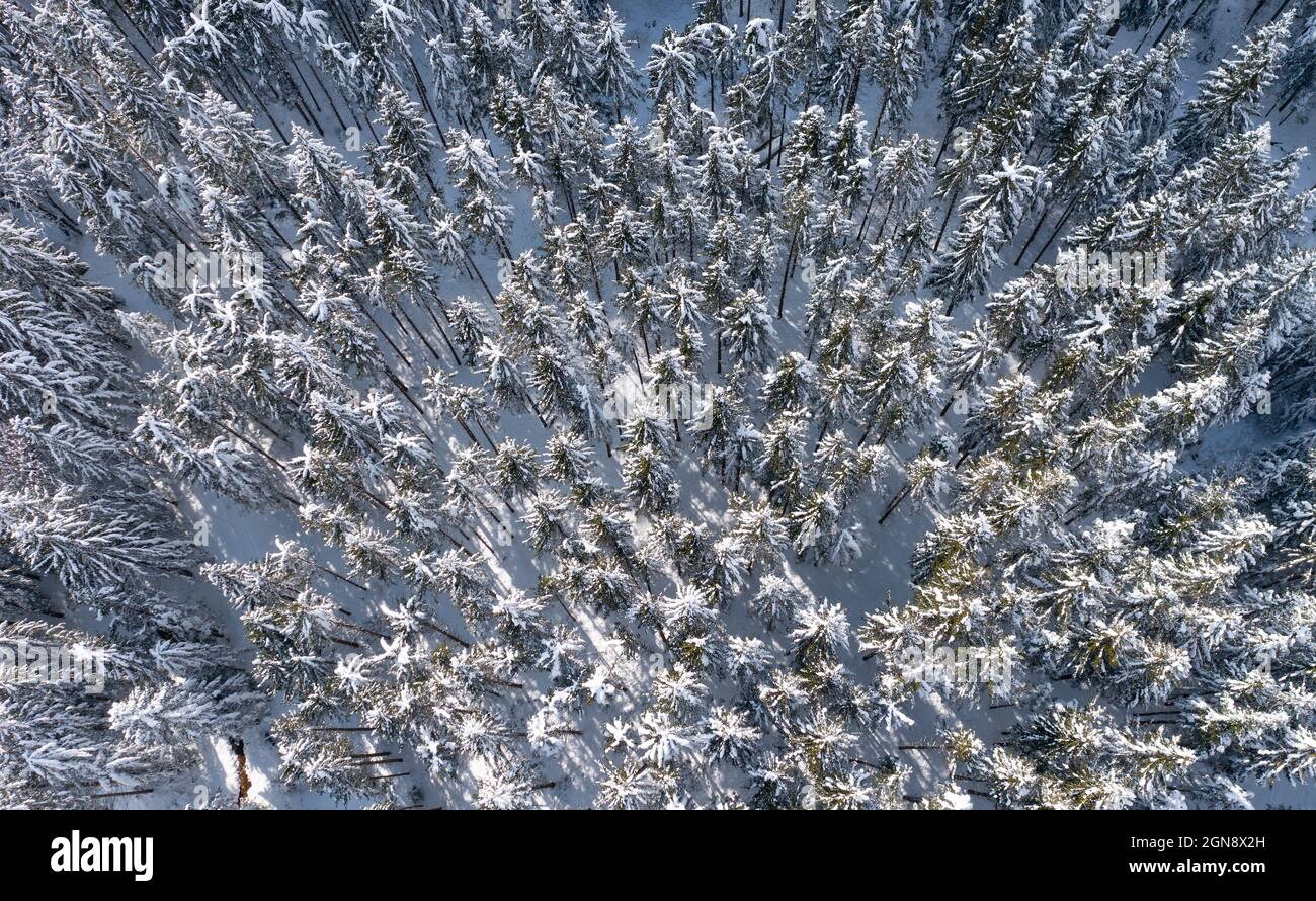 Spruce tree forest drone aerial hi-res stock photography and images - Alamy