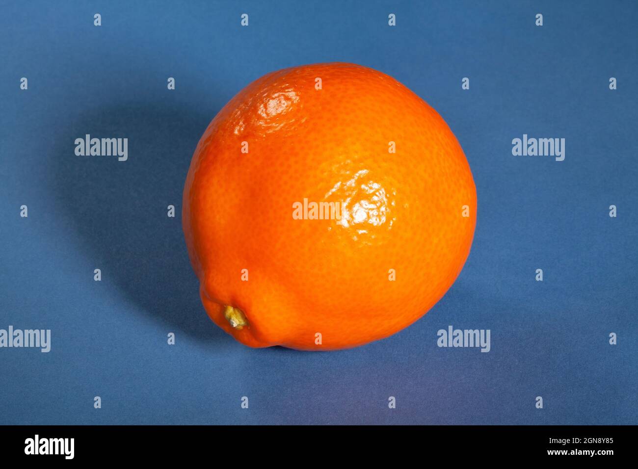 minneola tangelo tangerine on blue background Stock Photo - Alamy