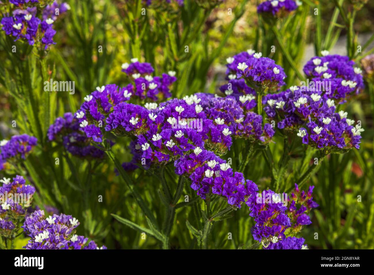 Limonium sinuate hi-res stock photography and images - Alamy