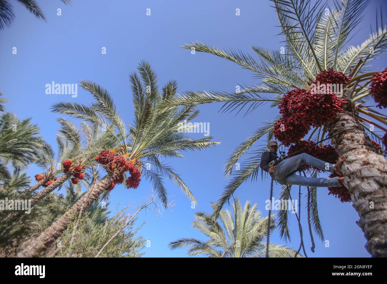 Dates harvesting in israel hi-res stock photography and images - Alamy