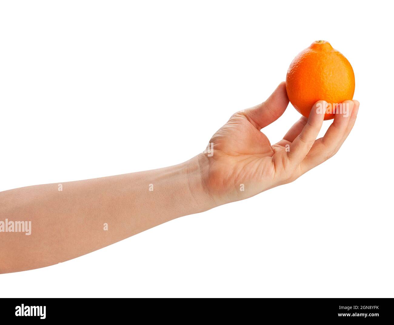 minneola tangelo tangerine in hand path isolated on white Stock Photo ...