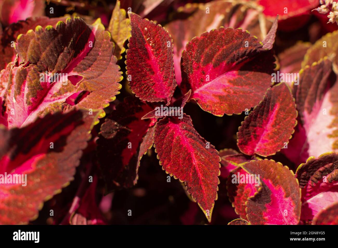 Coleus is a red decorative flower. Background of colorful bright ...