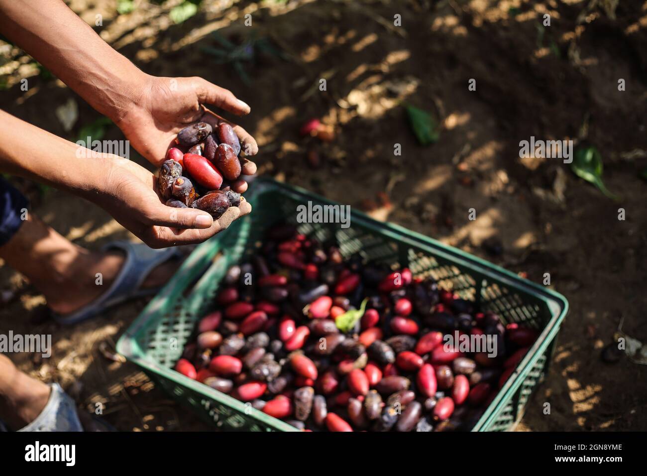 Date harvesting season in gaza hi-res stock photography and images - Alamy