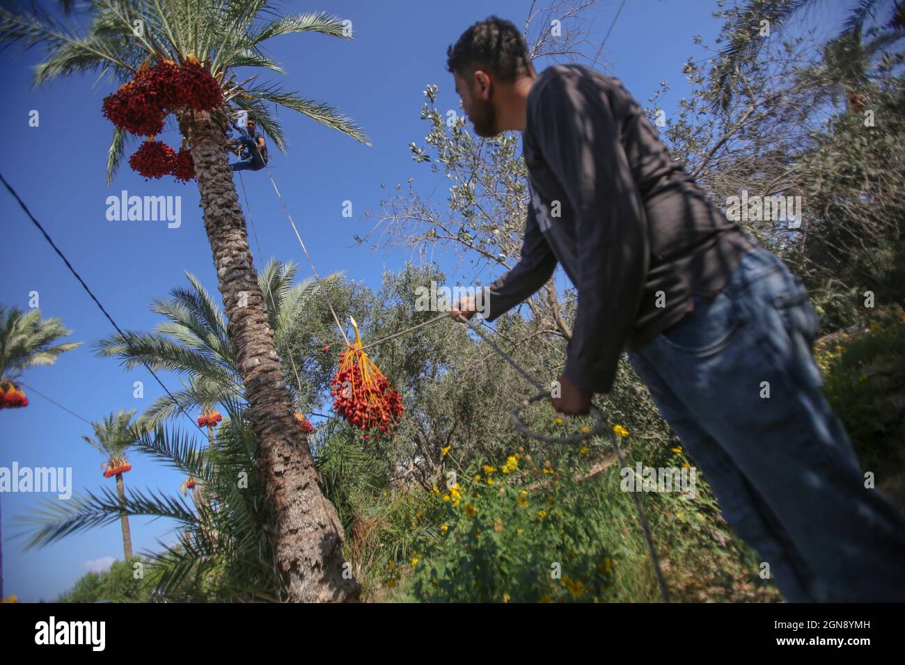Dates harvesting in israel hi-res stock photography and images - Alamy