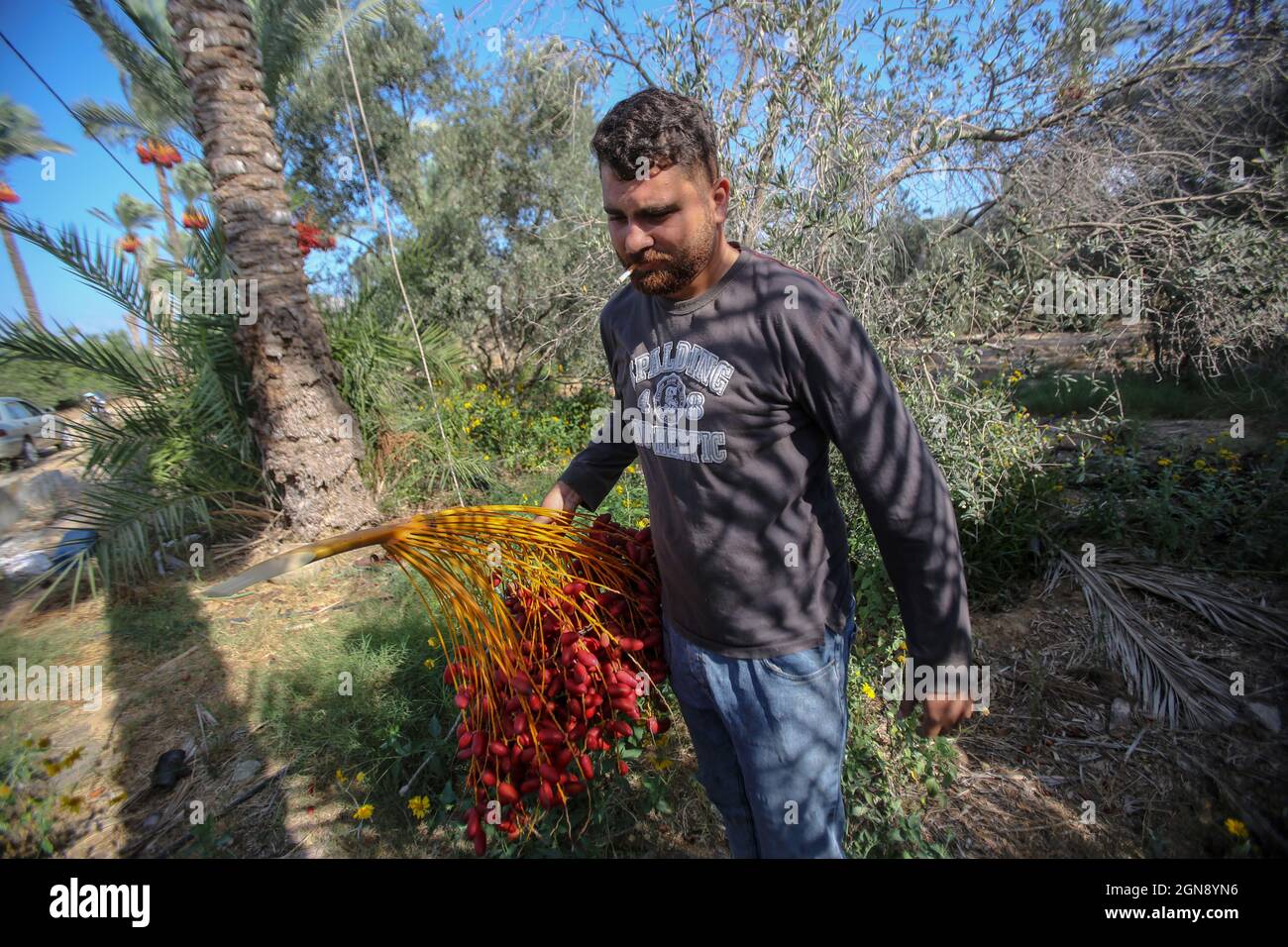 Date harvesting season in gaza hi-res stock photography and images - Alamy