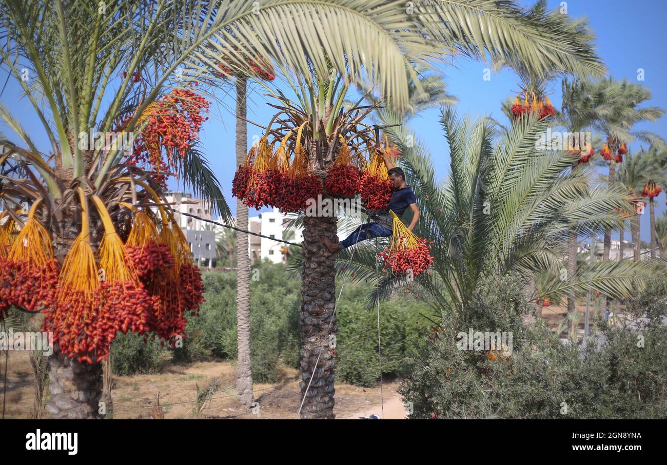 Dates harvesting in israel hi-res stock photography and images - Alamy
