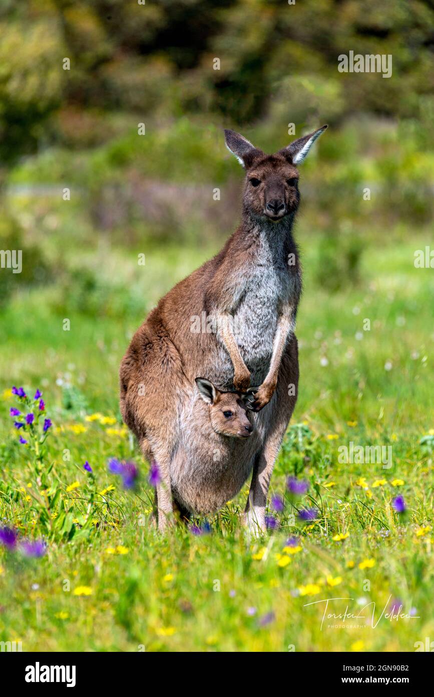 Portrait of mother kangaroo standing in springtime meadow with young in ...