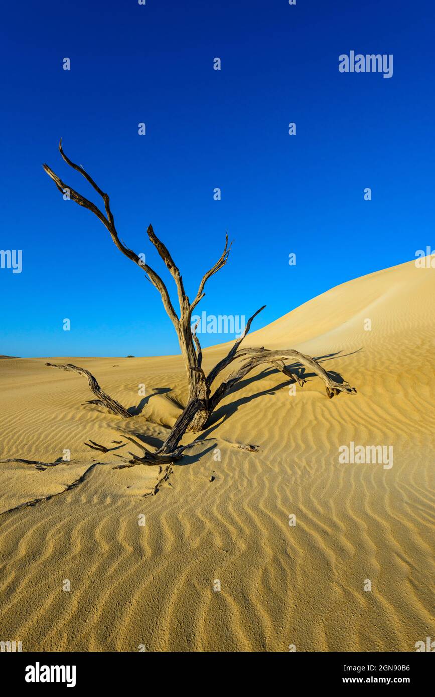 Desert tree hi-res stock photography and images - Alamy