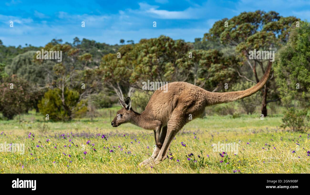 Jumping across australia hi-res stock photography and images - Alamy