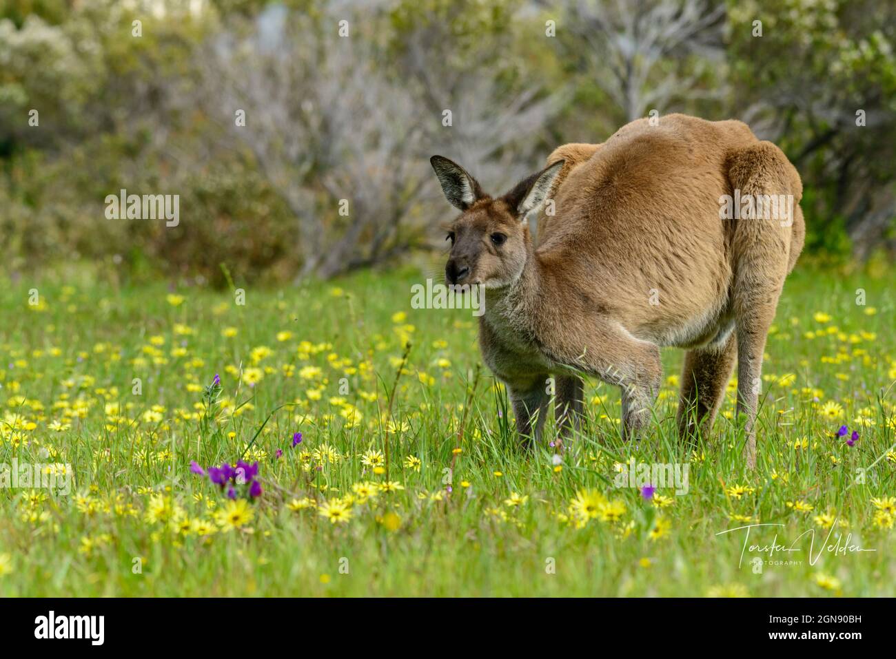 Kangaroo standing in springtime meadow Stock Photo - Alamy